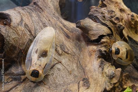 Blaberus Giganteus The Central American Giant Cave Cockroach Or Brazilian Cockroach Is A