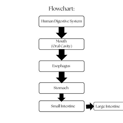 Digestive System Process Flow Chart