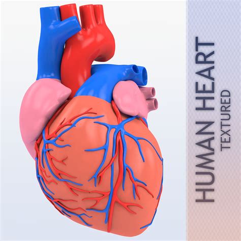Anatomia Del Corazon Humano Modelo 3d 29 C4d Fbx 3ds Dae Dxf