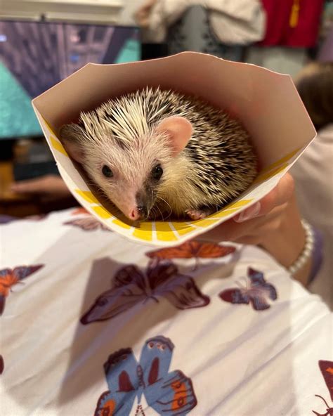 Milo James🥹 Rhedgehog