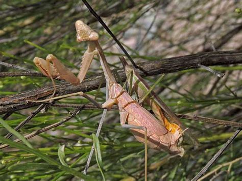 Arizona Praying Mantis In Arizonas Sycamore Canyons