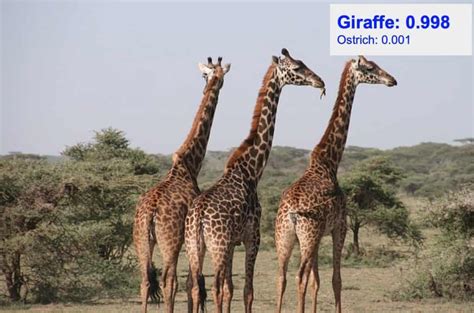 Transfer Learning For Pytorch Image Classification