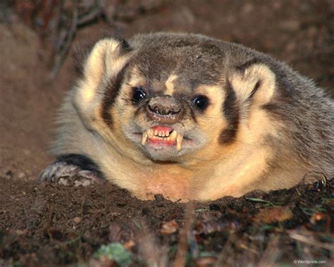 Badger Quotes Quotesgram