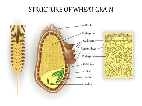 Struttura Del Chicco Di Grano Livelli Vettoriali Di Endosperma Germe