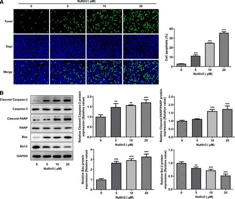 Nutlin3 Promoted Apoptosis Of Scc 9 Cells A Representative Photographs