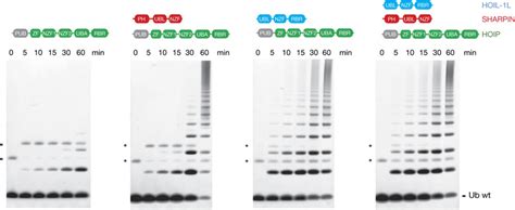 Comparison Of Linear Ubiquitin Chain Synthesis By Different Lubac Download Scientific Diagram