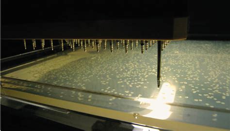 Screening Probiotic Bacteria For Atlantic Cod Larvae Responsible