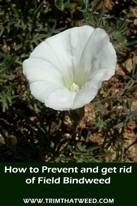 Field Bindweed Control Tips Prevent And Eliminate Bindweed