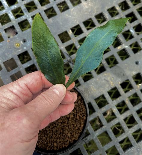 The Lauae Microsorum Spectrum The Ecology Systematics And Cultivation Of A Fragrant And