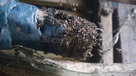 Meliponini Bees Swarming Around An Old Bamboo Stalk In The Late Afternoon Stock Video Video