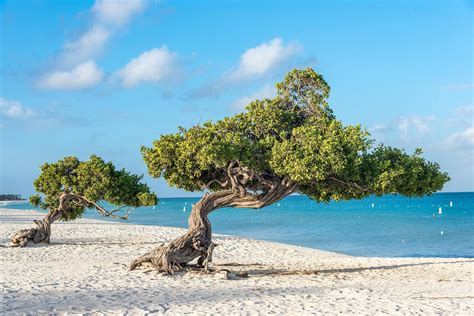 Quand partir à Aruba Top période pour visiter