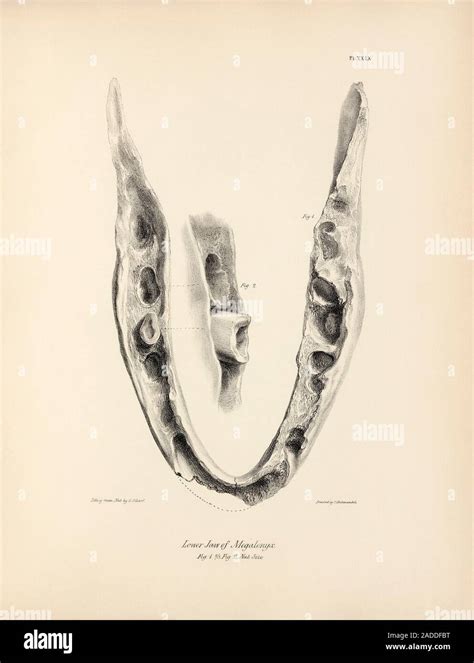 Megalonyx Prehistoric Mammal Fossil 19th Century Illustration Of A
