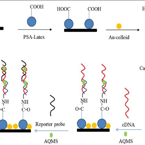 Schematic Representation Of Dna Biosensor Stepwise Fabrication