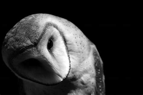These B&W Animal Portraits Were All Shot In A Local Zoo | Bored Panda