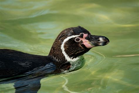 2 000 Robben Bilder Und Fotos · Kostenlos Downloaden · Pexels Stock Fotos