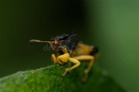 Macro View Of An Ambush Bug Perched On The Edge Of A Leaf In Daylight