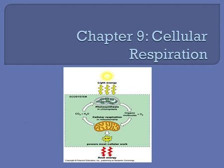 Chapter 9 Cellular Respiration - ppt video online download