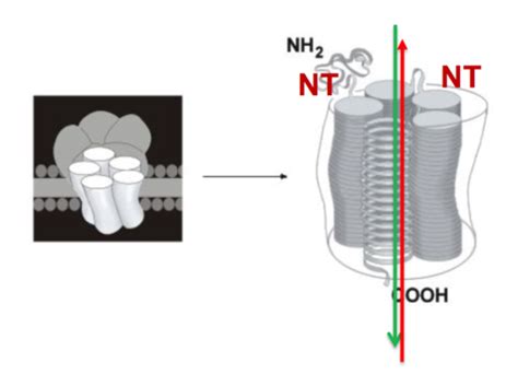 Neurotransmitter Flashcards Quizlet