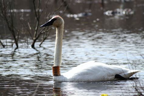 What Is A Trumpet Swan At Colin Fleming Blog
