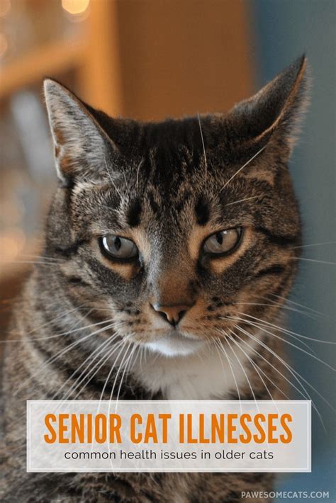Common Illnesses Older Cats Are More Likely To Experience Cat