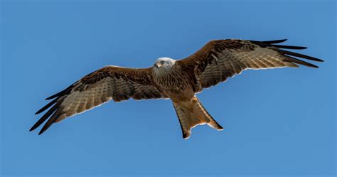Testbericht - Nikon D850 & SIGMA - Tele-Zoom Objektiv 150-600mm F5-6,3 ...