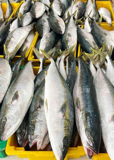 Fresh Yellowtail Amberjack Atlantic Seriola Lalandi Yokota Usa