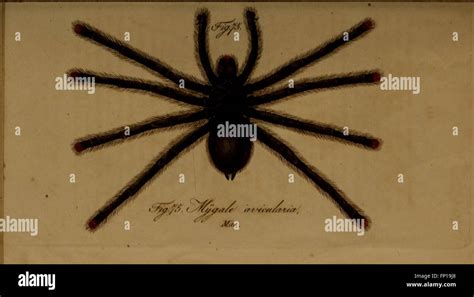A Scientific Illustration From Die Arachniden Depicting Arachnids In