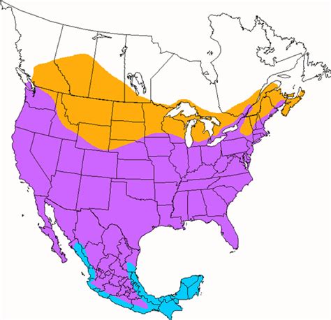 Mourning Dove Ask A Biologist