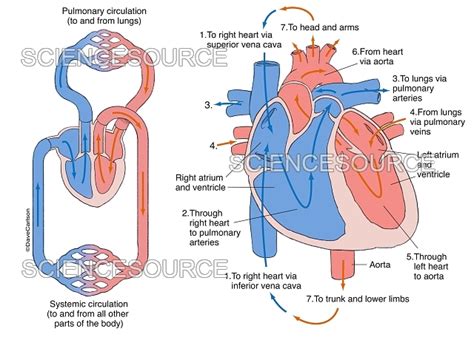 Human Circulatory System Labeled Il Stock Image Science Source