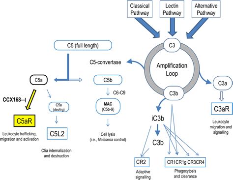 The Complement Cascade Showing The Point Of Intervention Of Ccx168 The