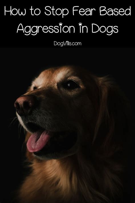 How Do I Stop My Dogs Nervous Aggression