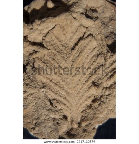 Snails Fossils Nature Stock Photo 2217130579 Shutterstock