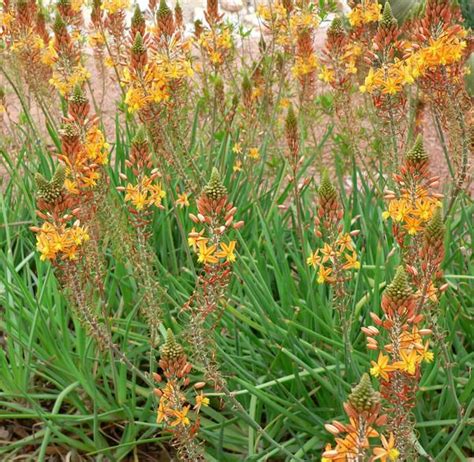 Бульбина кустарниковая Bulbine Frutescens малоизвестное луковичное многолетнее растение из
