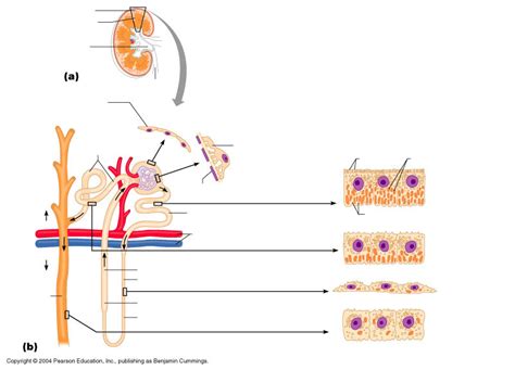 Nephron Diagram Quizlet
