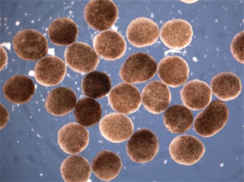 Xenobots Living Biological Robots That Work In Swarms Digital Trends