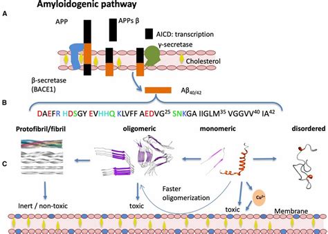 A The Amyloidogenic Pathway Leading To The Production Of B Amyloid