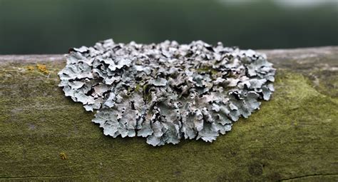 What Are Lichens Lichen Facts And Basic Biology Gulo In Nature