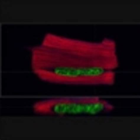 Sathya Srinivasan Staff Scientist Director Of Imaging And Morphology