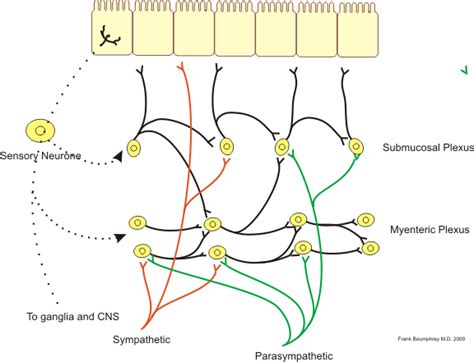 Apa Perbedaan Antara Kontrol Hormonal Dan Saraf Prodiffs