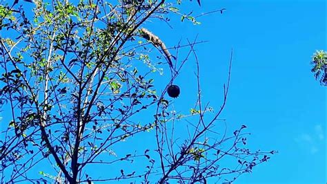 Squirrel Enjoys A Delicious Pomegranate At The Top Of A Tree 🐿️🍈🌳