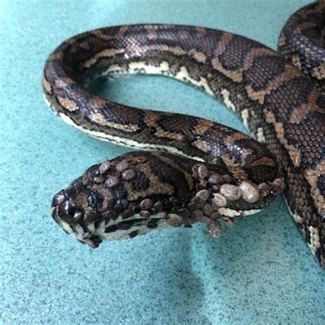 Python Had More Than 500 Ticks When Found In Australia Pool