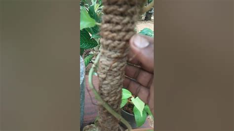 කහ පාට පිලෝ එකක් පහසුවෙන් හදමු Youtube