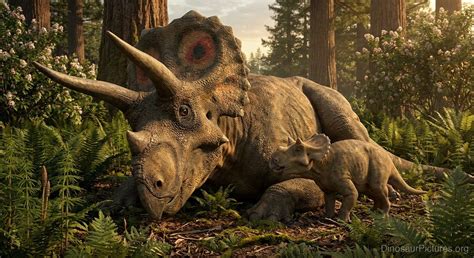 Albertaceratops Pictures And Facts The Dinosaur Database