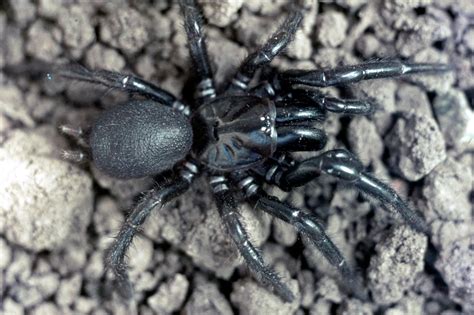 Sydneys Famous Funnel Web Spider Splits Into Three The Australian Museum Blog