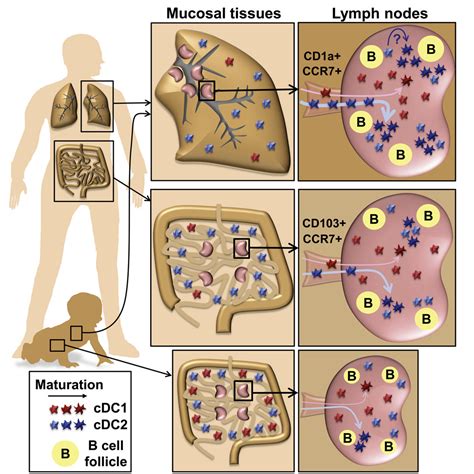 Dendritic Cells Display Subset And Tissue Specific Maturation Dynamics