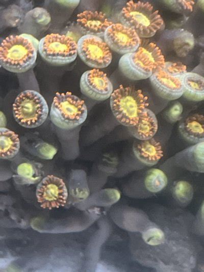 Emergency Zoanthid Identification Reef2reef