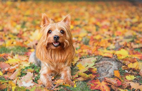 How Smart Is A Silky Terrier