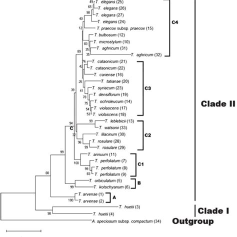 phylogenetic tree for representatives of the examined thlaspi taxa
