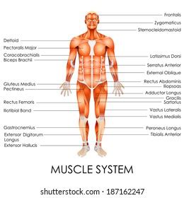 Vector Illustration Diagram Muscular System Stock Vector Royalty Free 187162247 Shutterstock