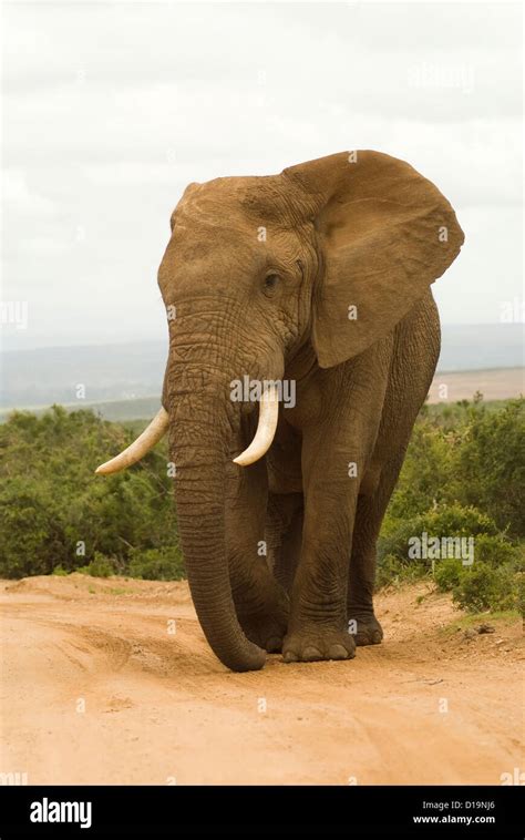 Large African Bull Elephant In South African National Park Safari Stock